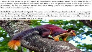 Giant Squirrels of India.pptx