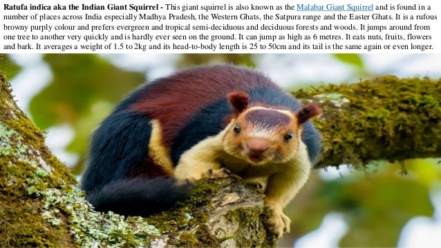 Giant Squirrels of India.pptx