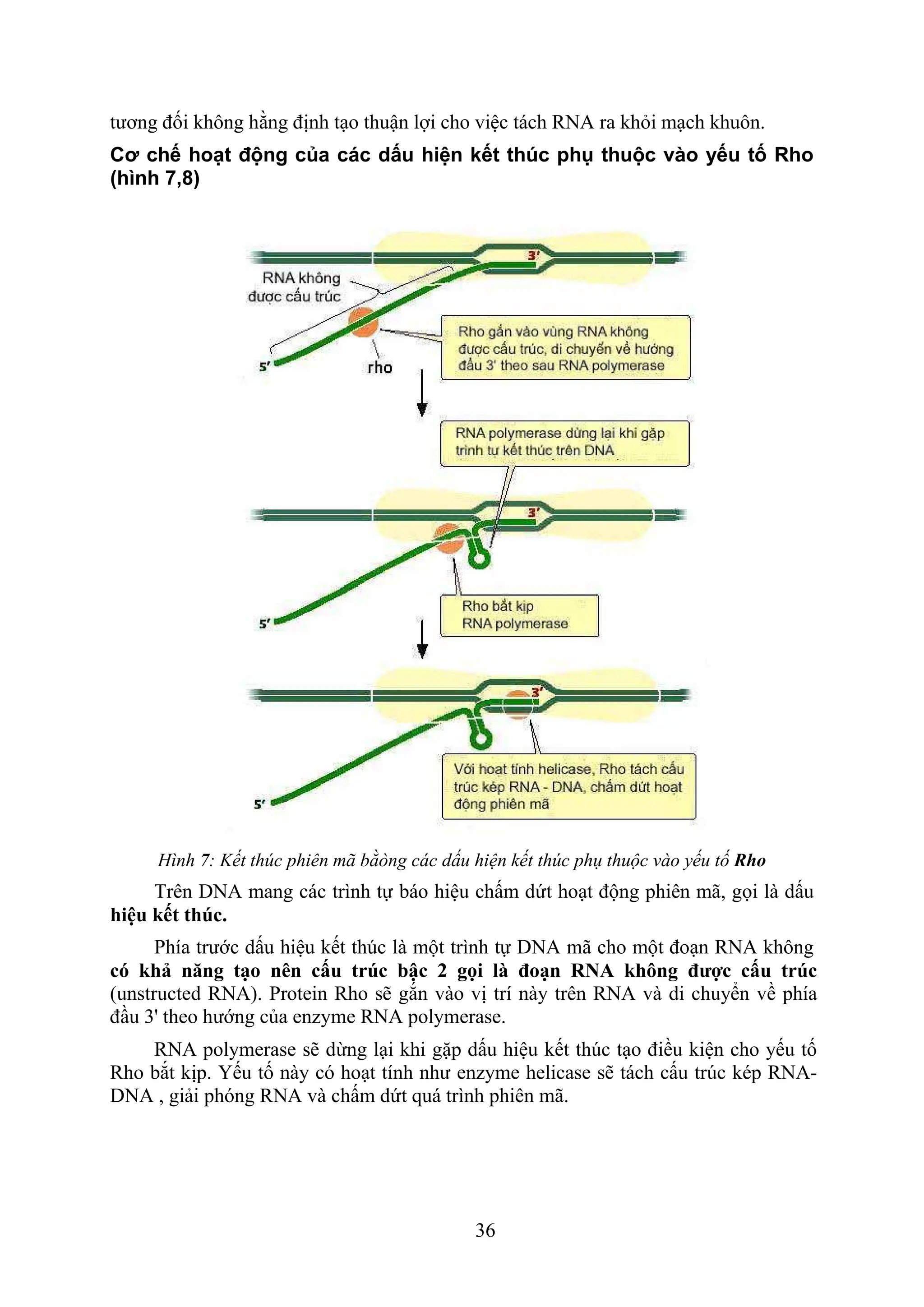 Giao_Trinh_Sinh_Hc_Phan_T.pdf sinhhocphantu | PDF