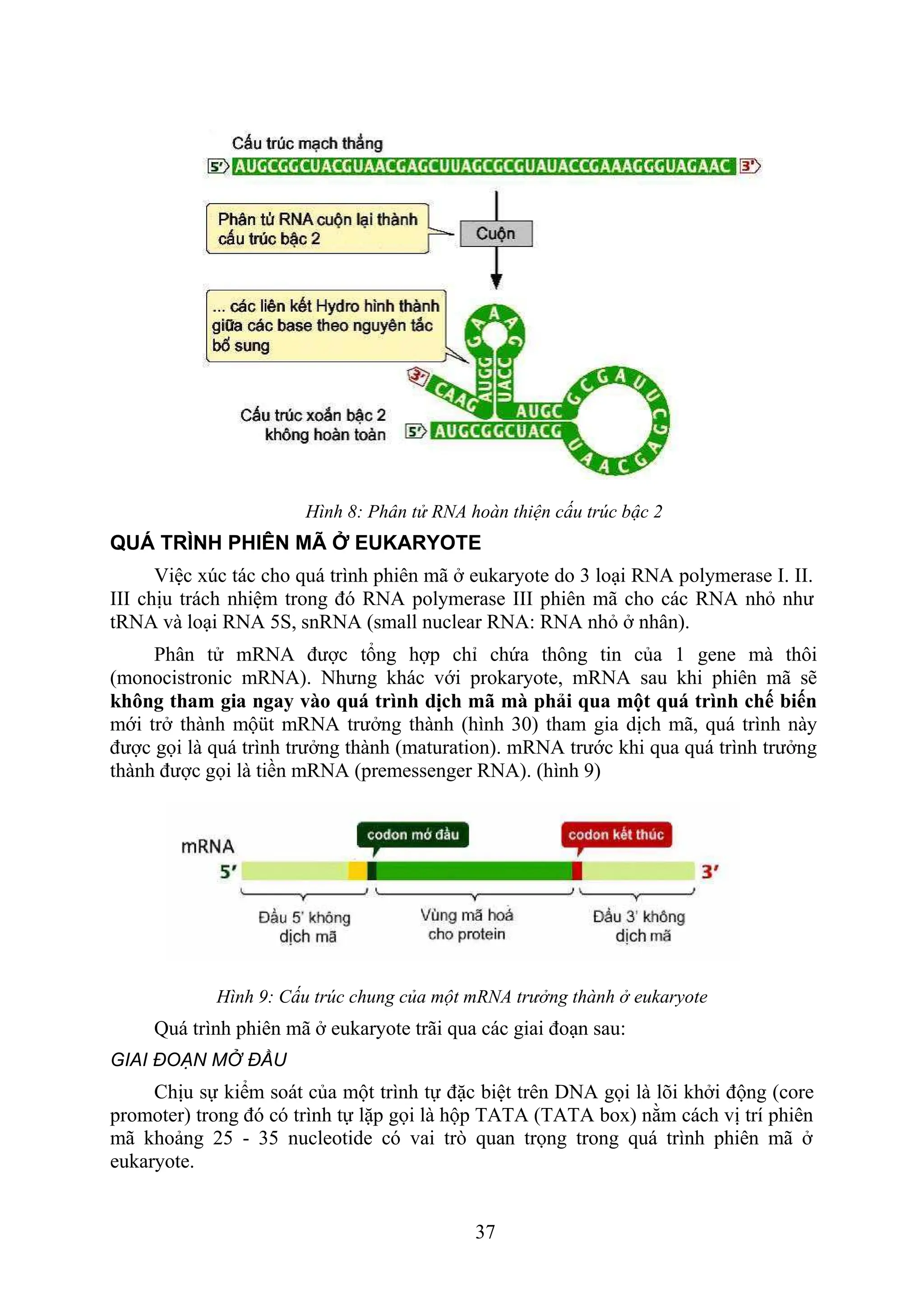 Giao_Trinh_Sinh_Hc_Phan_T.pdf sinhhocphantu | PDF