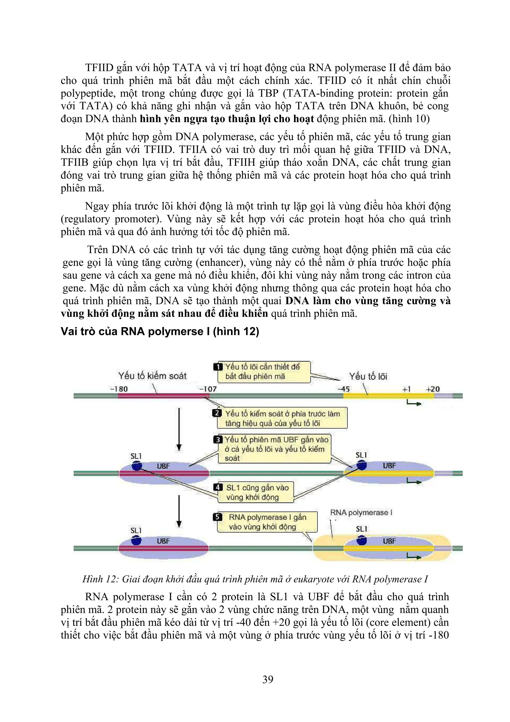 Giao_Trinh_Sinh_Hc_Phan_T.pdf sinhhocphantu | PDF