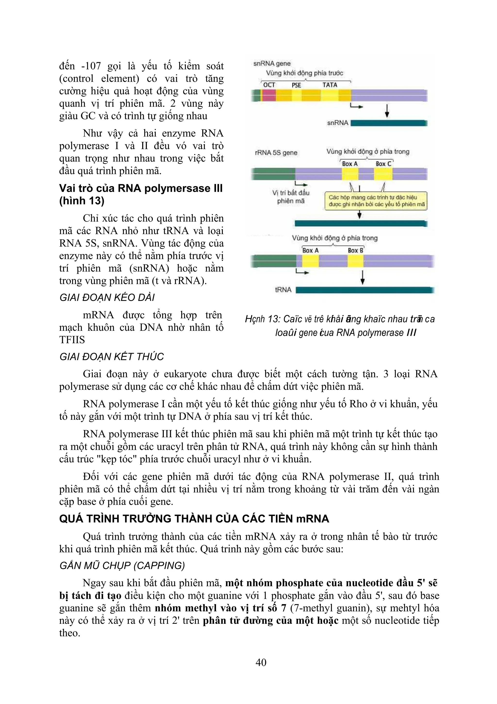 Giao_Trinh_Sinh_Hc_Phan_T.pdf sinhhocphantu | PDF