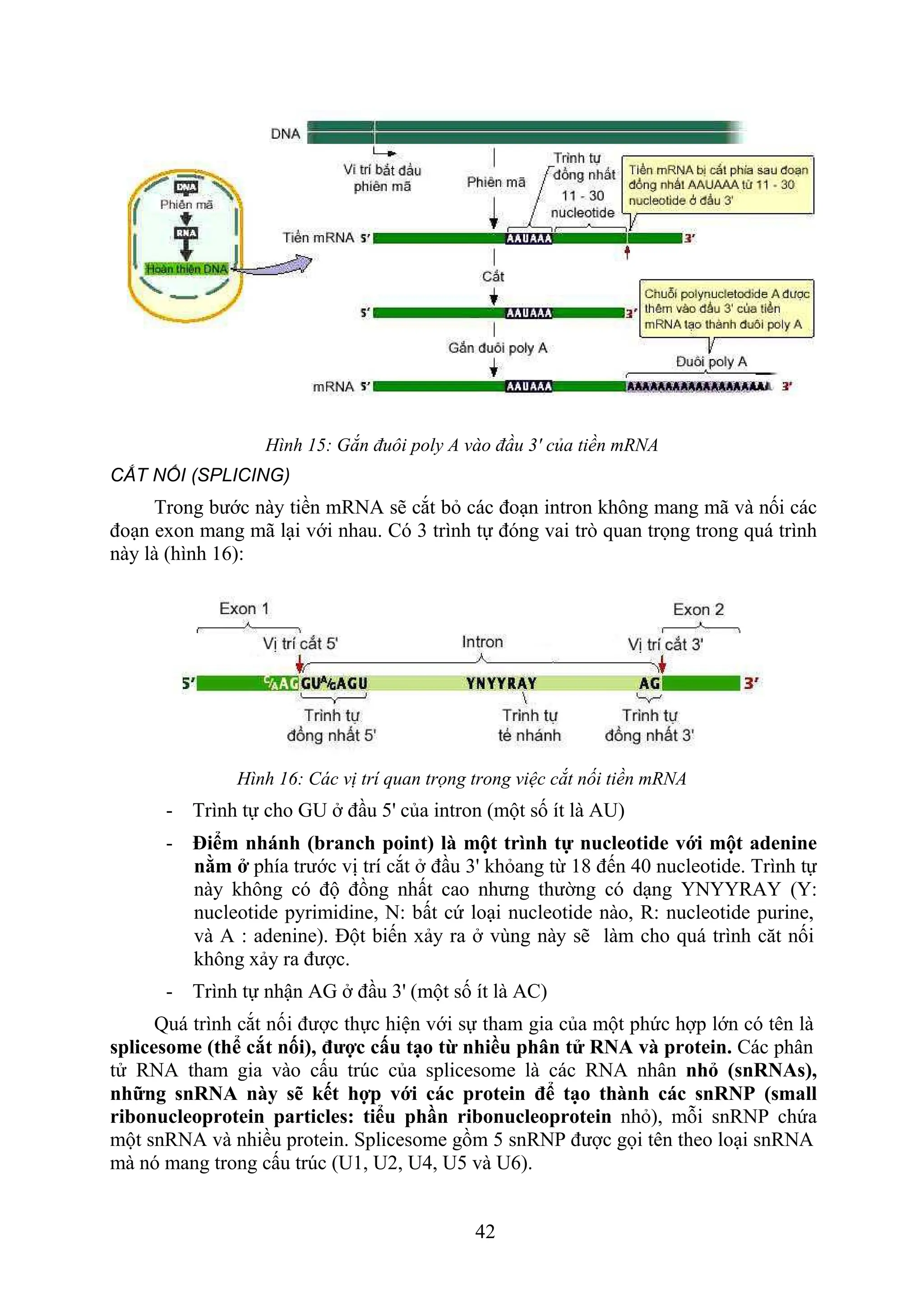 Giao_Trinh_Sinh_Hc_Phan_T.pdf sinhhocphantu | PDF