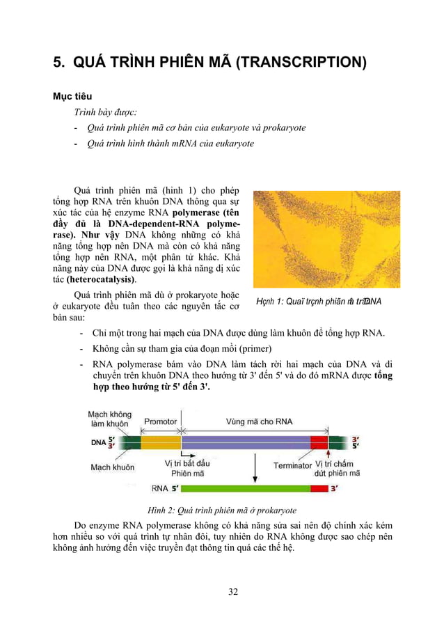 Giao_Trinh_Sinh_Hc_Phan_T.pdf sinhhocphantu | PDF