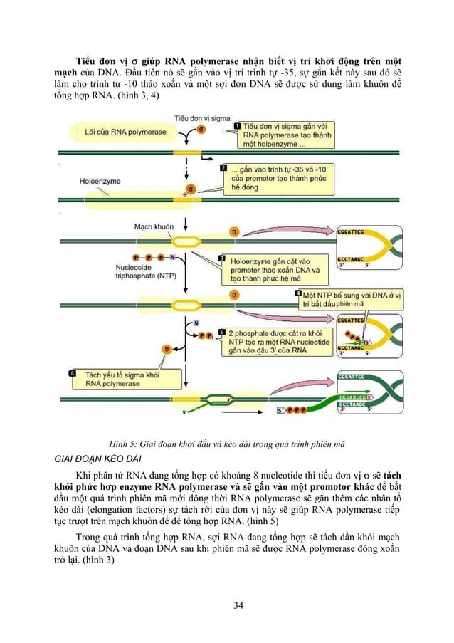Giao_Trinh_Sinh_Hc_Phan_T.pdf sinhhocphantu | PDF
