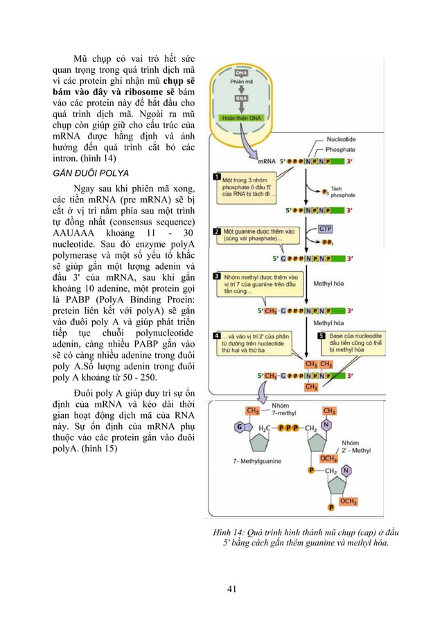 Giao_Trinh_Sinh_Hc_Phan_T.pdf sinhhocphantu | PDF