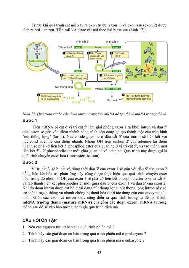 Giao_Trinh_Sinh_Hc_Phan_T.pdf sinhhocphantu | PDF