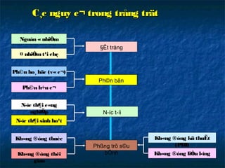 Giao trinh tập huấn vsattp | PPT