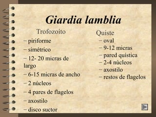 Giardia | PPT
