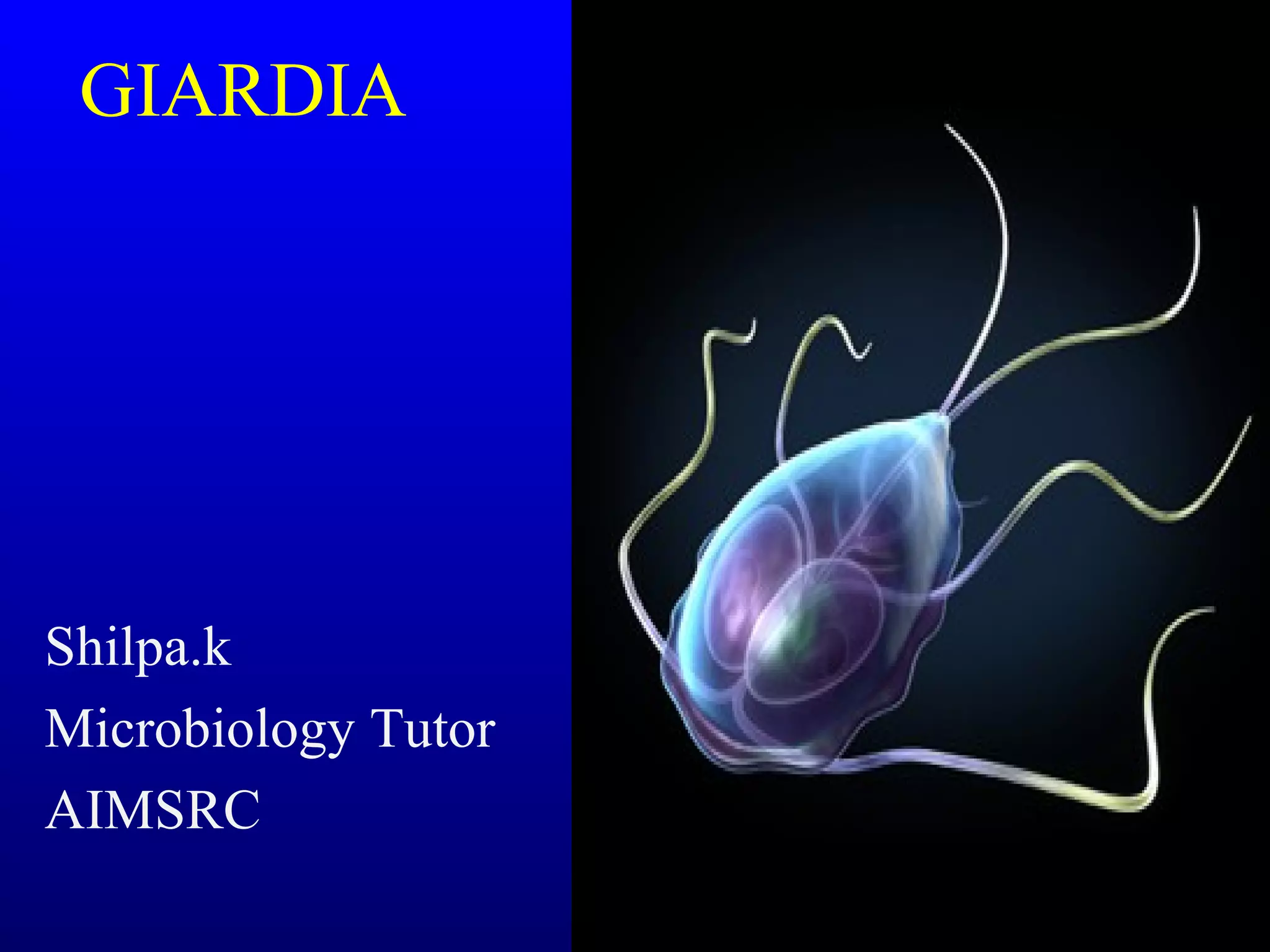 Giardia | PPT