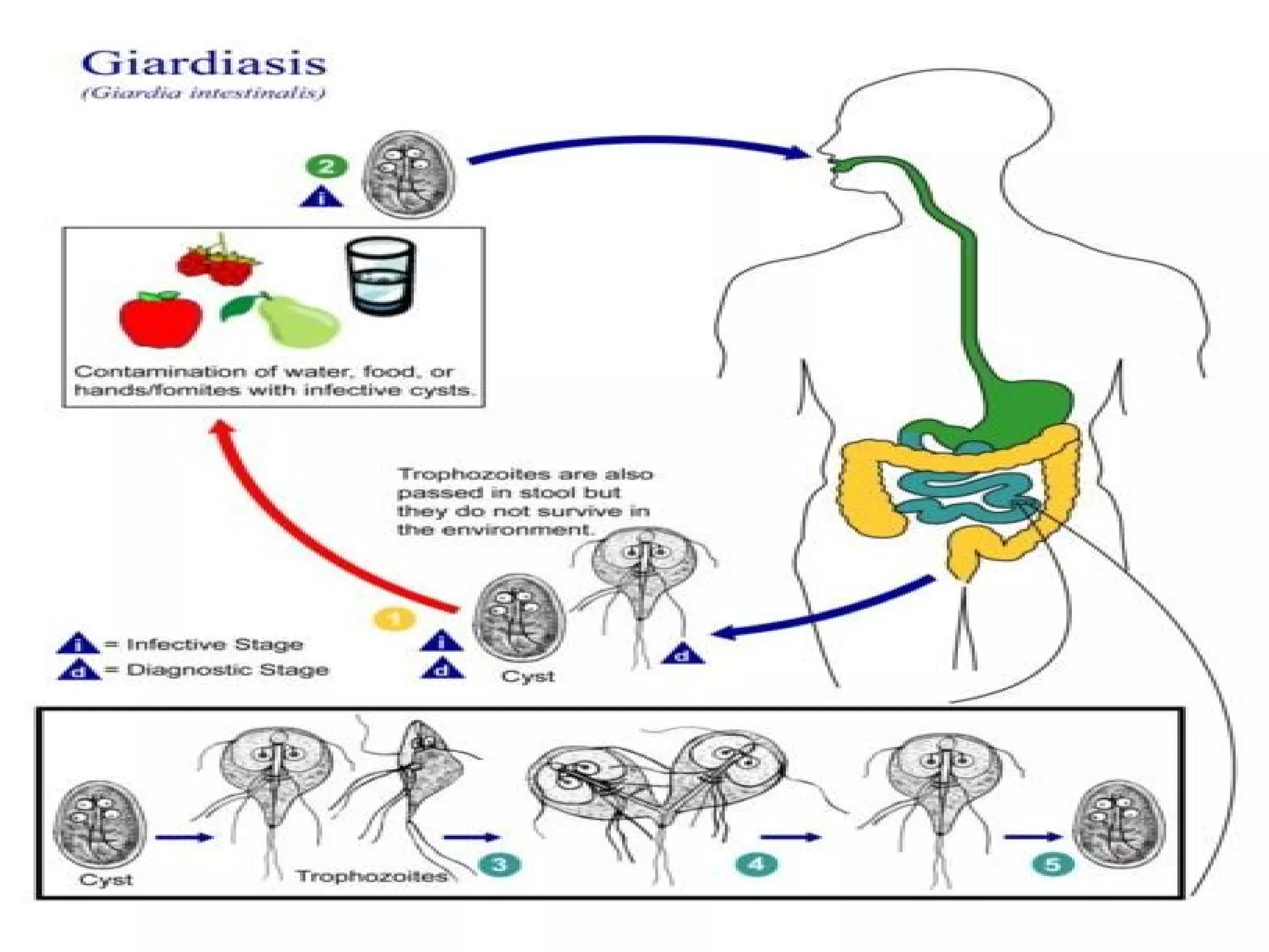 Giardia | PPT