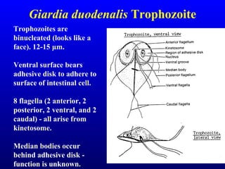 Giardia | PPT