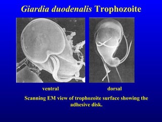 Giardia | PPT