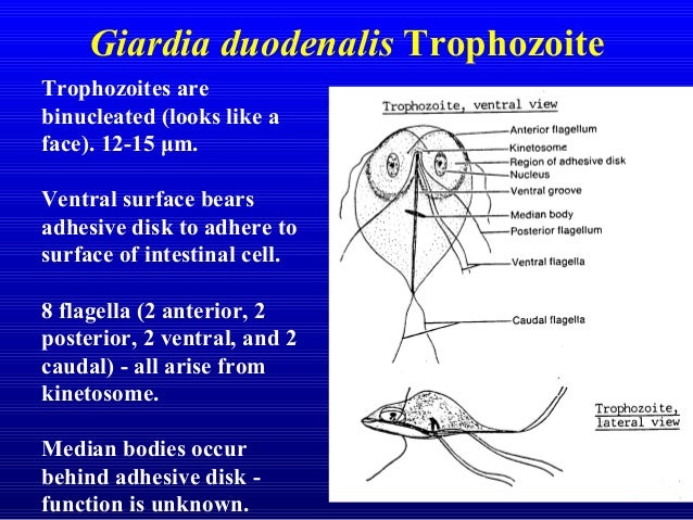 Giardia