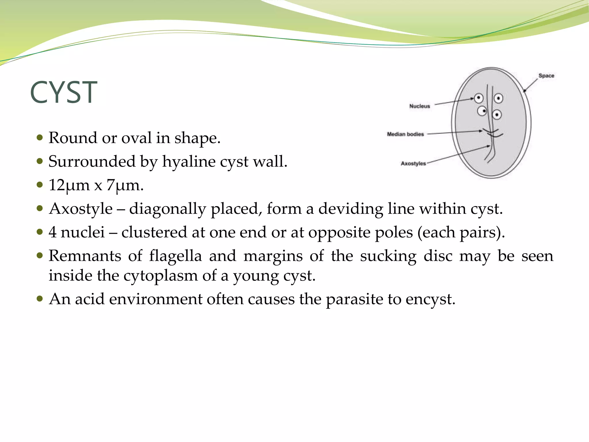 GIARDIA LAMBLIA | PPTX