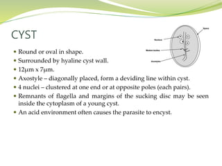 GIARDIA LAMBLIA | PPTX