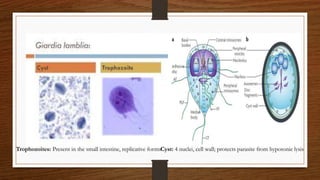 Giardia | PPTX