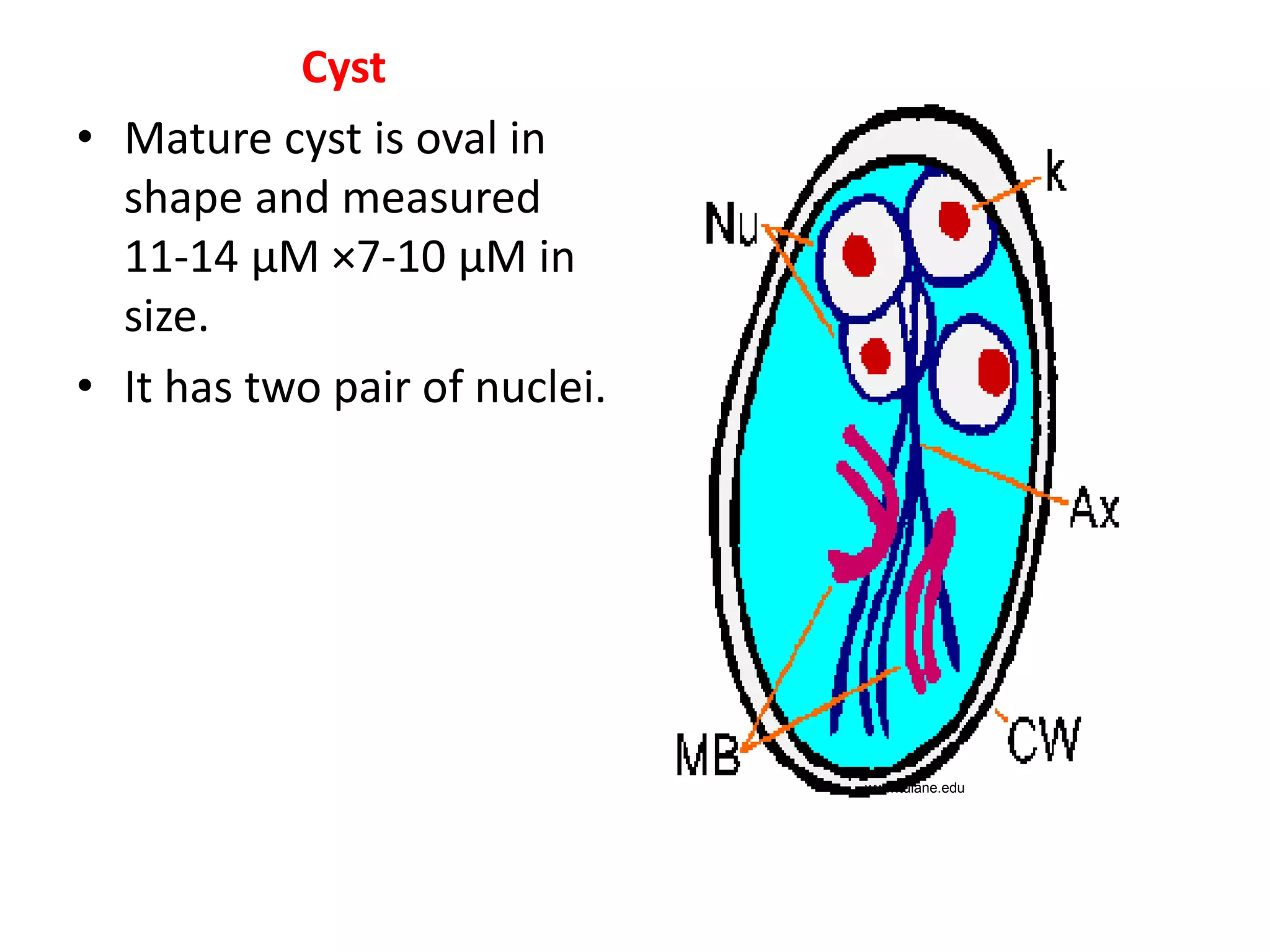 Giardia | PPT