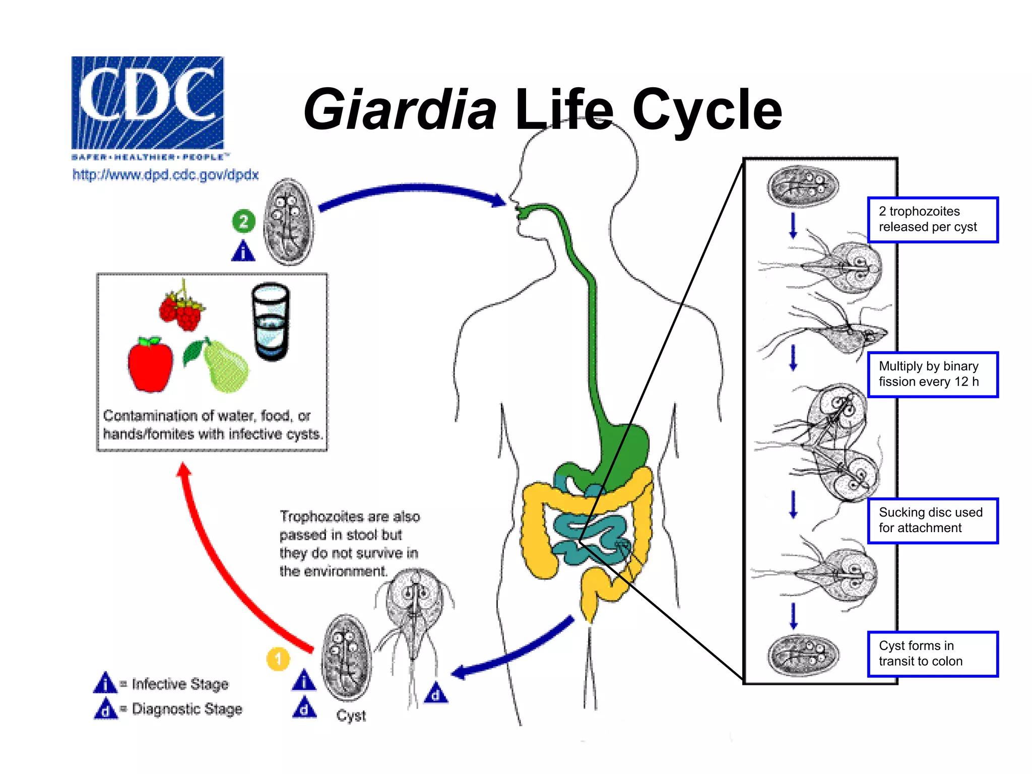 Giardia | PPT
