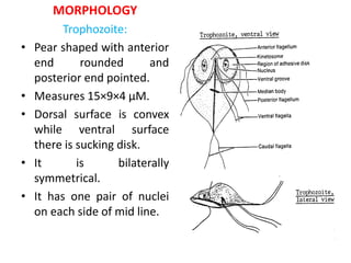 Giardia | PPT