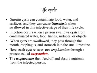 Giardia lamblia | PPTX