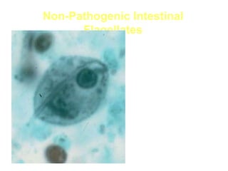 Giardia and Trichomonas.ppt
