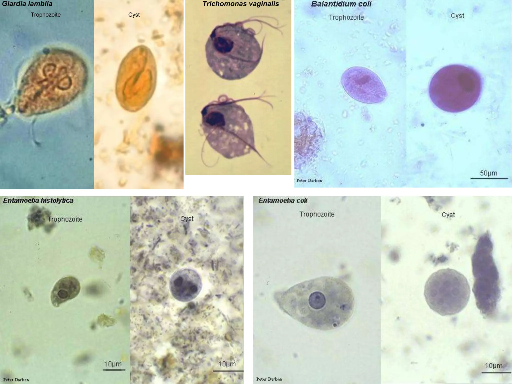 i slide presentation on giardia including all introduction | PPT