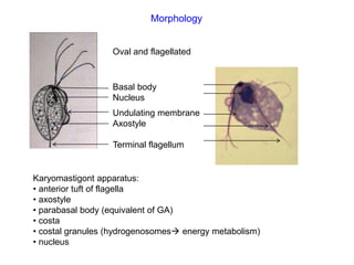 i slide presentation on giardia including all introduction | PPT