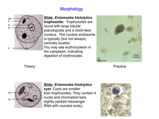 i slide presentation on giardia including all introduction | PPT