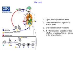i slide presentation on giardia including all introduction | PPT