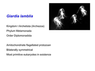 i slide presentation on giardia including all introduction | PPT | Free ...