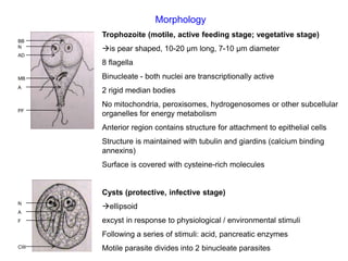 i slide presentation on giardia including all introduction | PPT