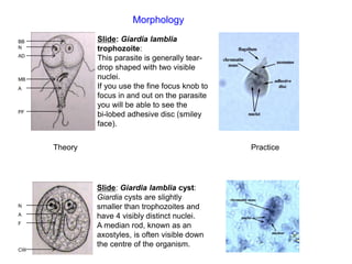 i slide presentation on giardia including all introduction | PPT