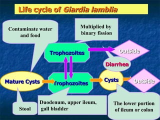 Giardia M,S | PPT