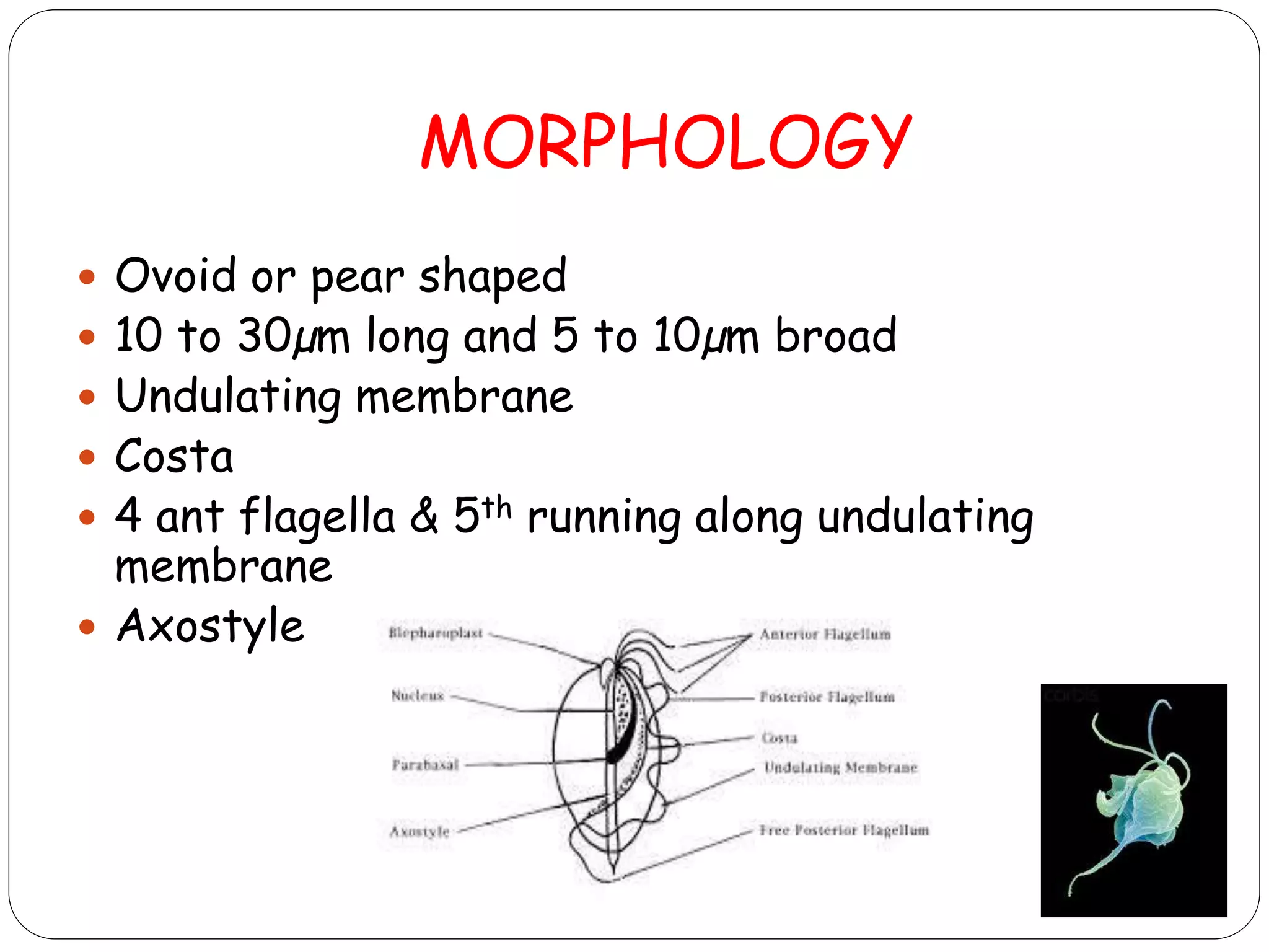 Giardia and trichomonas | PPTX