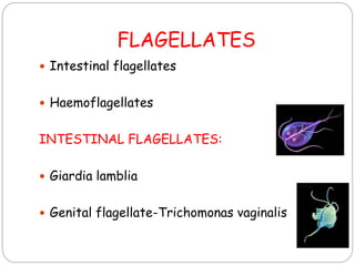 Giardia and trichomonas | PPTX | Digestive Disorders | Diseases and ...