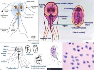 Trichomonas Vaginalis Cyst