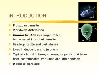 Giardia Slide