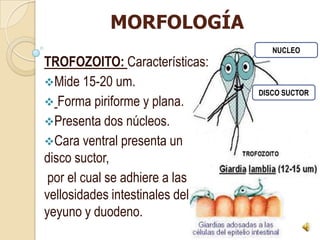Slidecast Giardia | PPTX