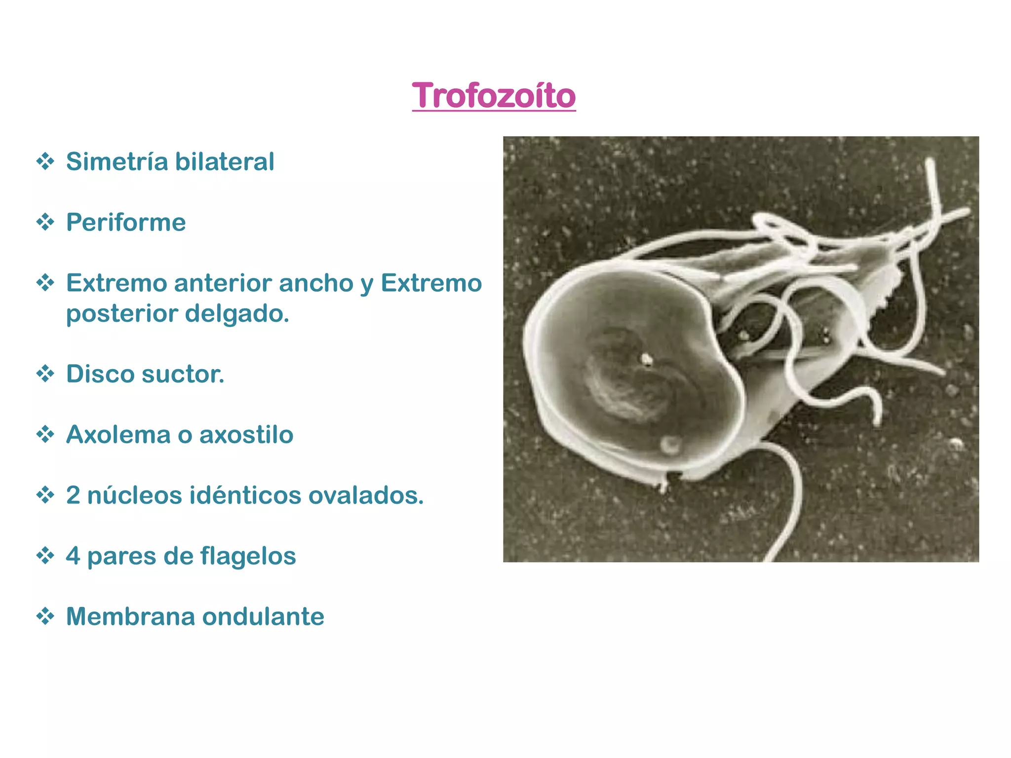 Giardia lamblia microbiologia | PPTX