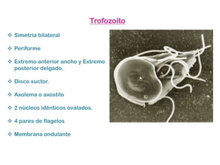 Trofozoíto De Giardia Lamblia