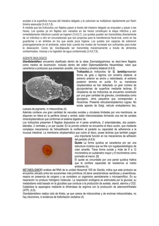 Giardia lamblia | DOCX