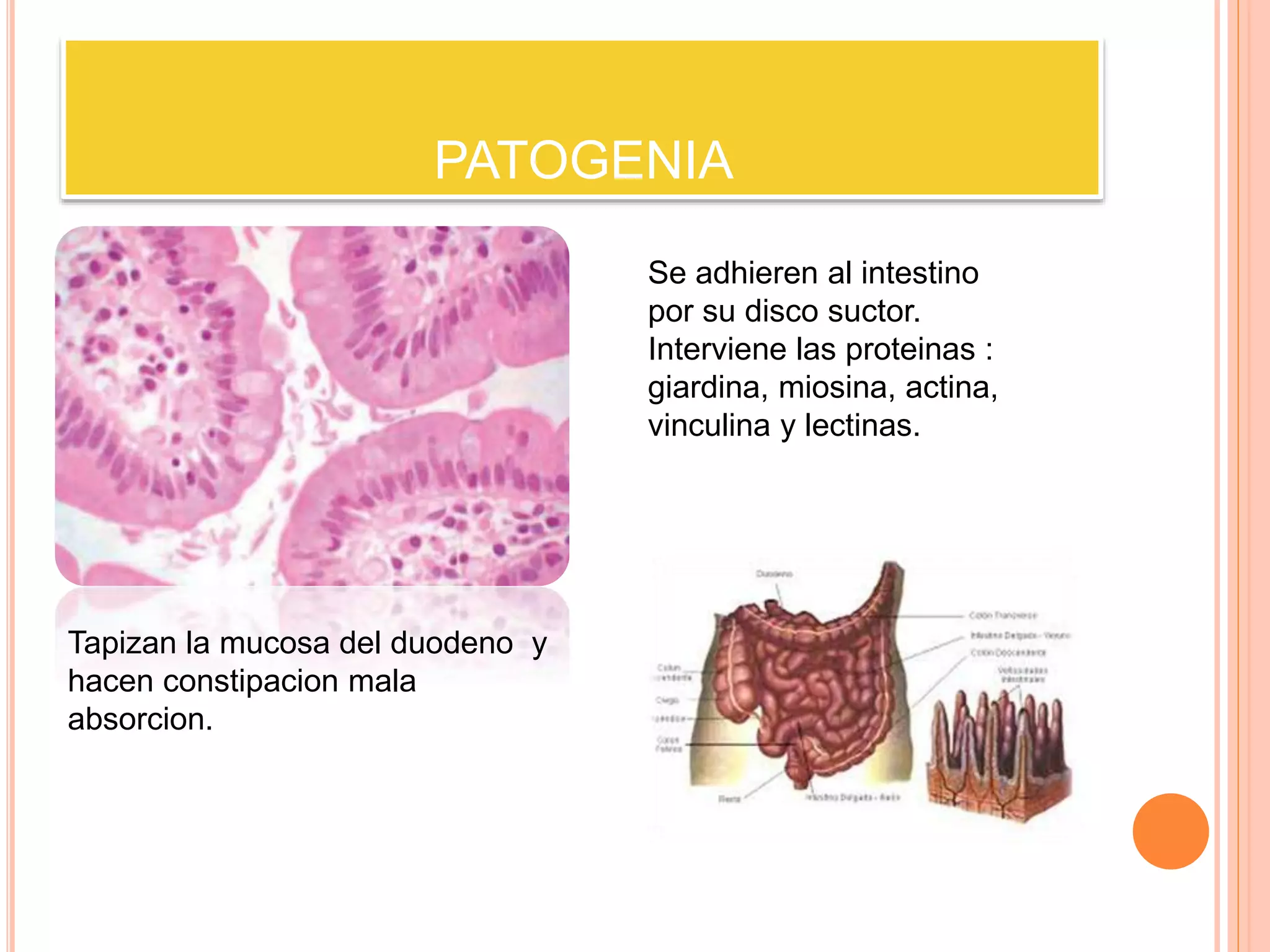 Giardia lamblia | PPTX