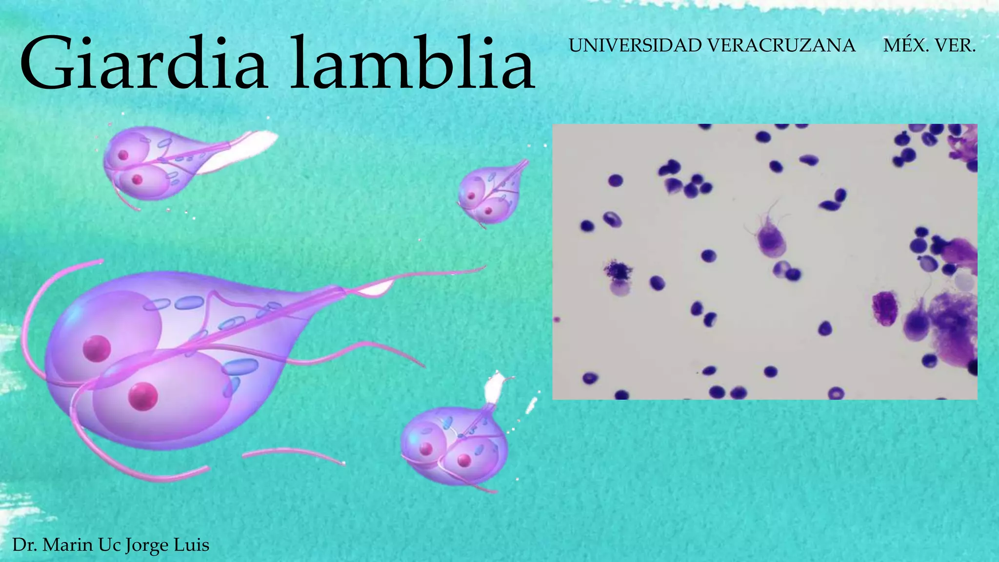 Giardia lamblia: causante, ciclo de vida, síntomas y tratamiento | PPT