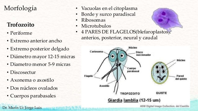 Giardia lamblia