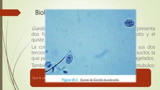 Giardia lamblia | PPTX