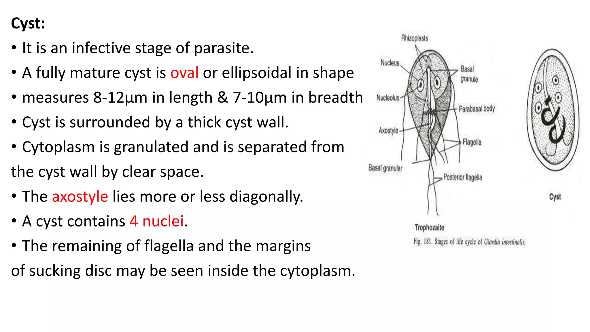 Giardia lamblia | PPTX