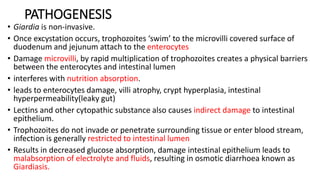 Giardia lamblia | PPT