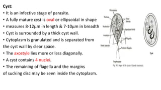 Giardia lamblia | PPT