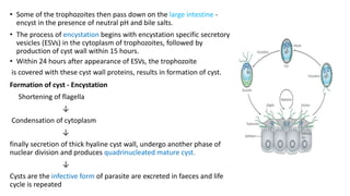 Giardia lamblia | PPTX